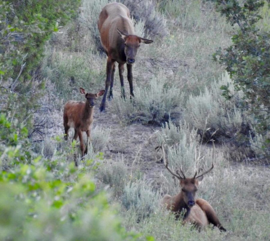 January Cow Elk Hunt – Southern Ute Indian Tribe